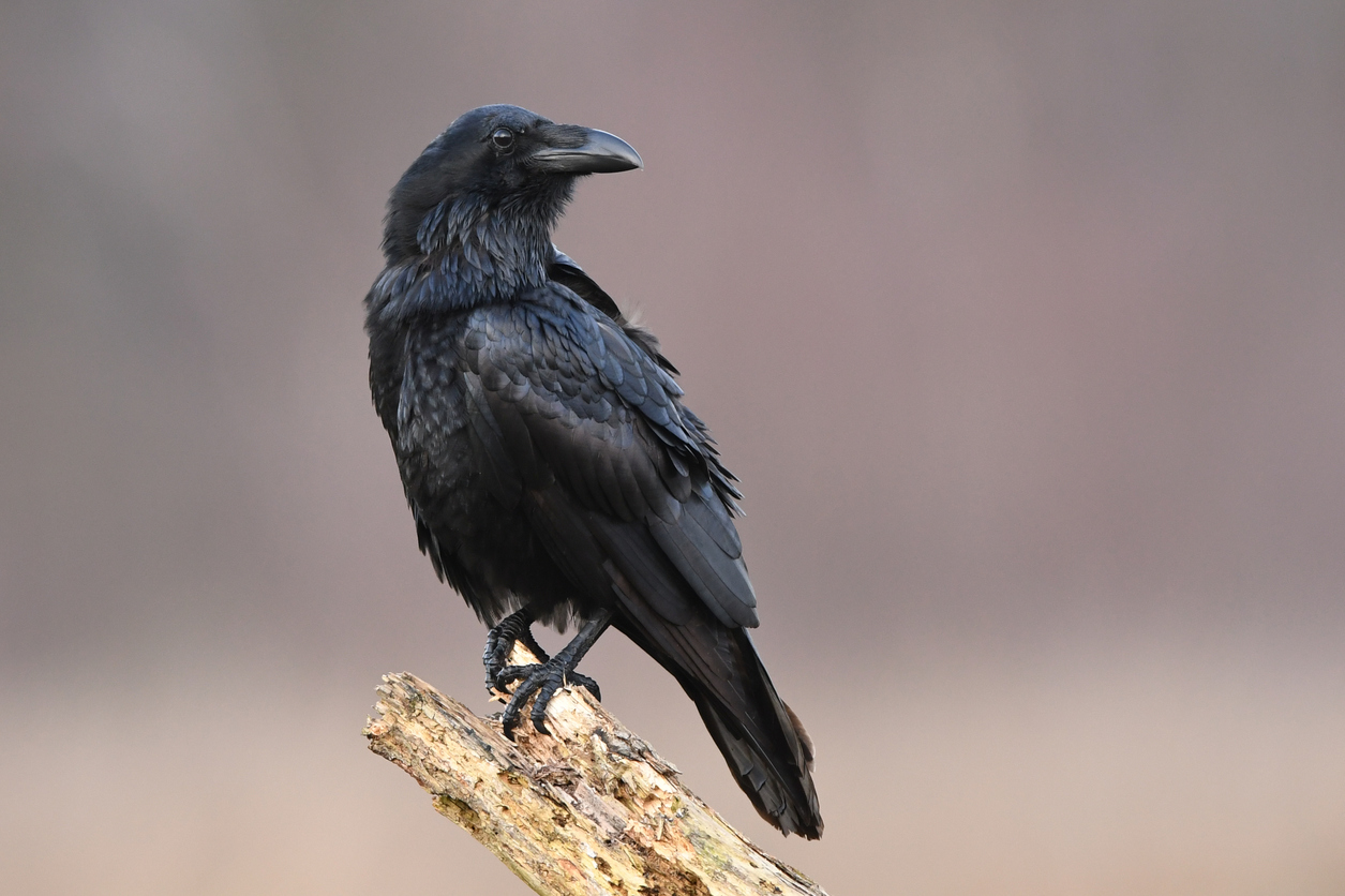 Crowin’ For Ravens, Ravin’ For Crows • British Columbia Magazine