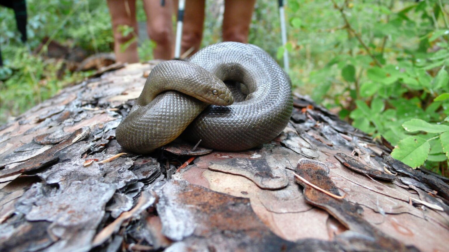 Snakes in BC • British Columbia Magazine