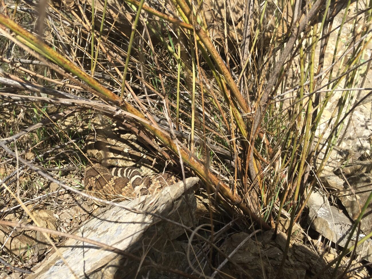 Snakes in BC • British Columbia Magazine