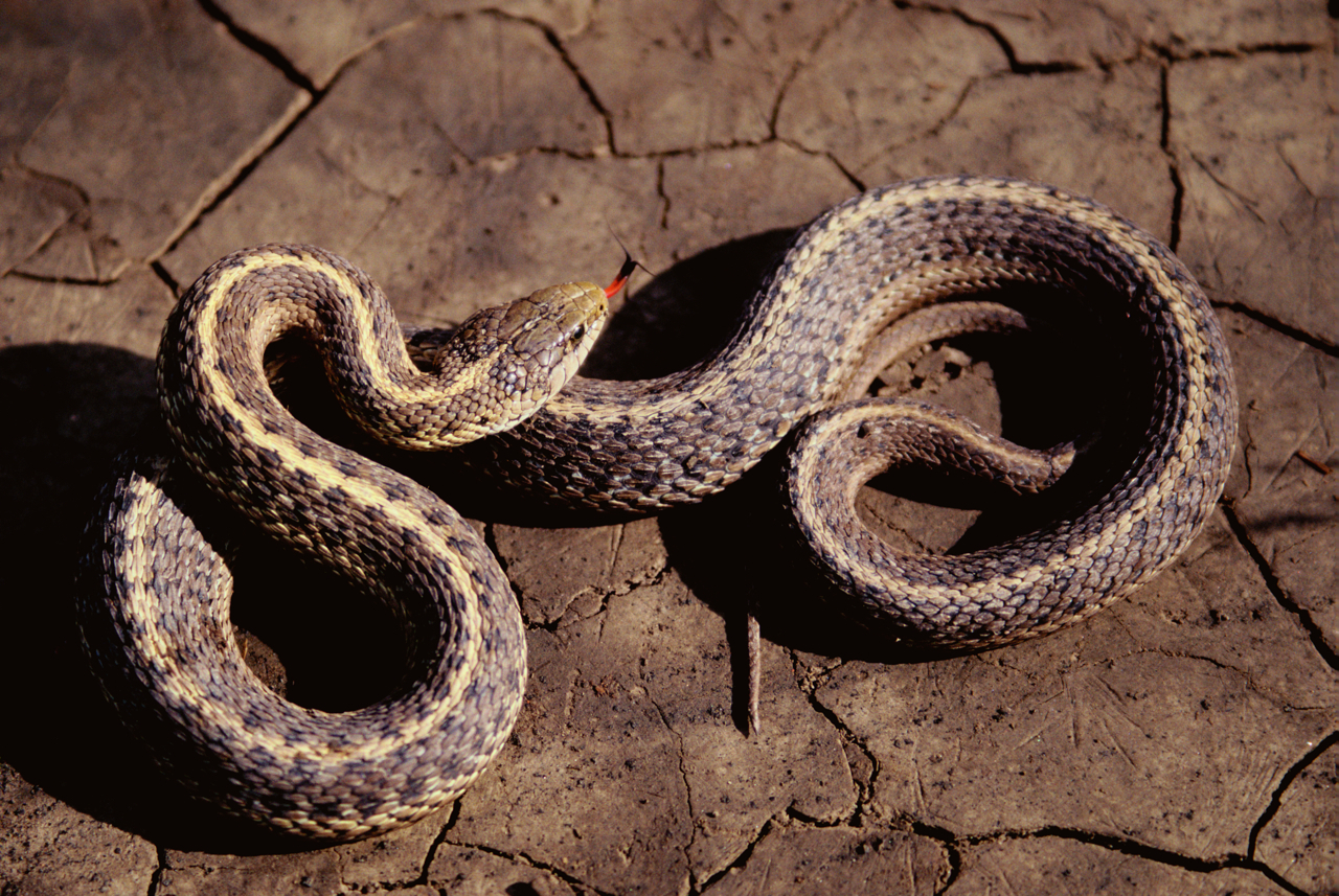 Snakes in BC • British Columbia Magazine