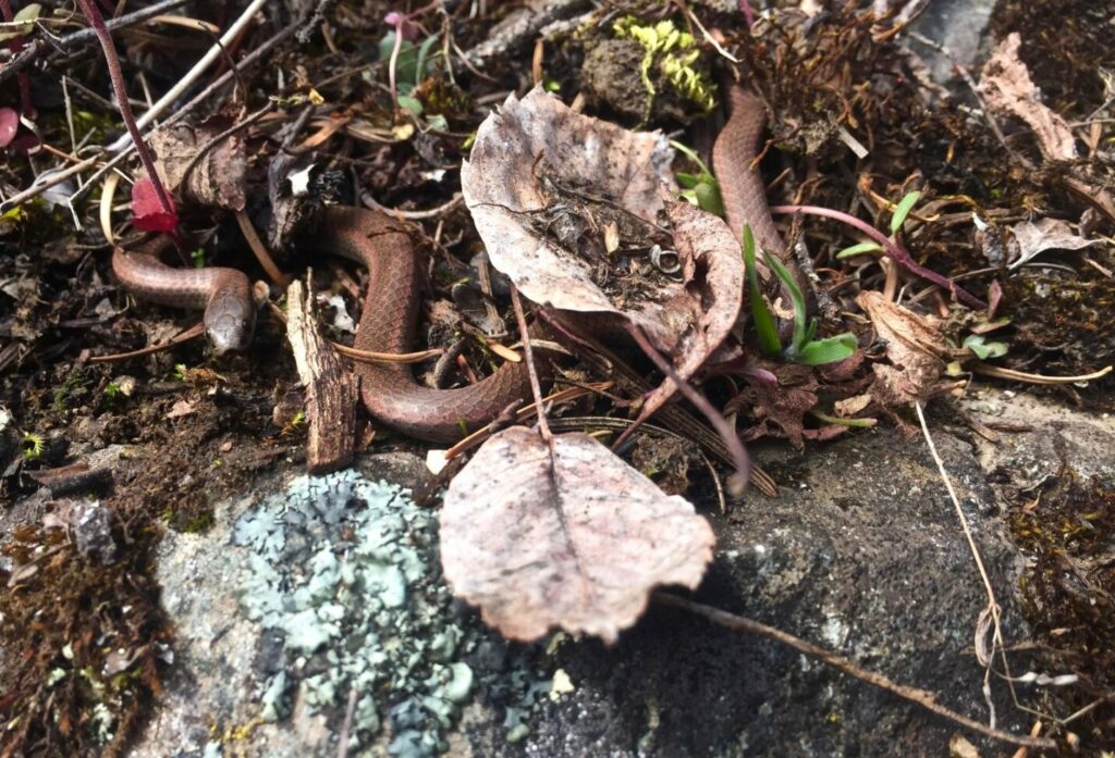 Snakes in BC • British Columbia Magazine