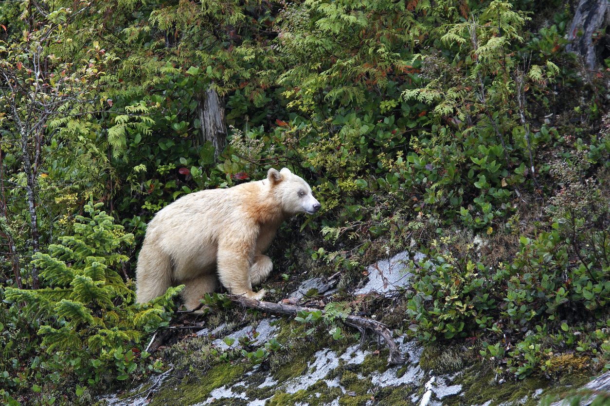 British Columbia’s Iconic Spirit Bear • British Columbia Magazine