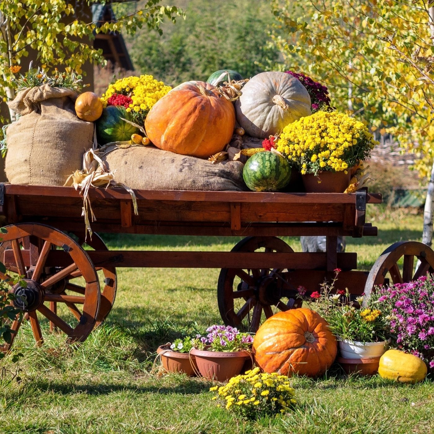3 Fall Festivals in BC That Will Blow You Away • British Columbia Magazine