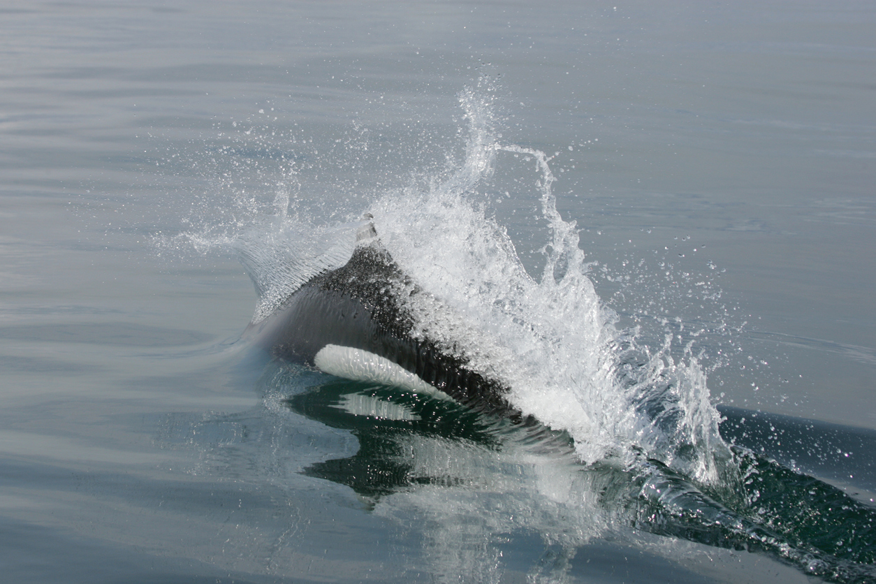 The Wild Side: Dall's Porpoise • British Columbia Magazine