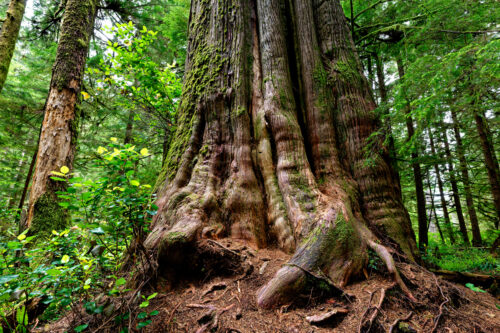 Giants Of The Forest • British Columbia Magazine