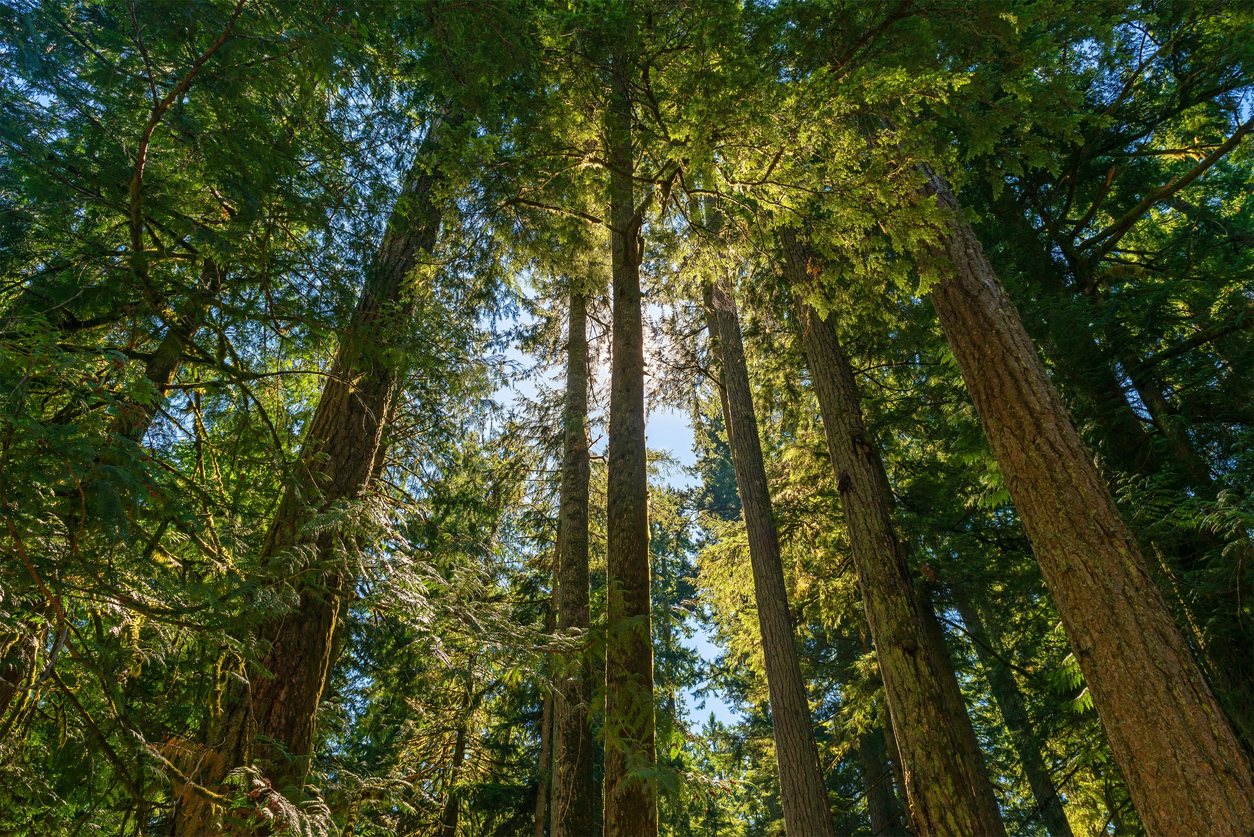 Giants Of The Forest British Columbia Magazine