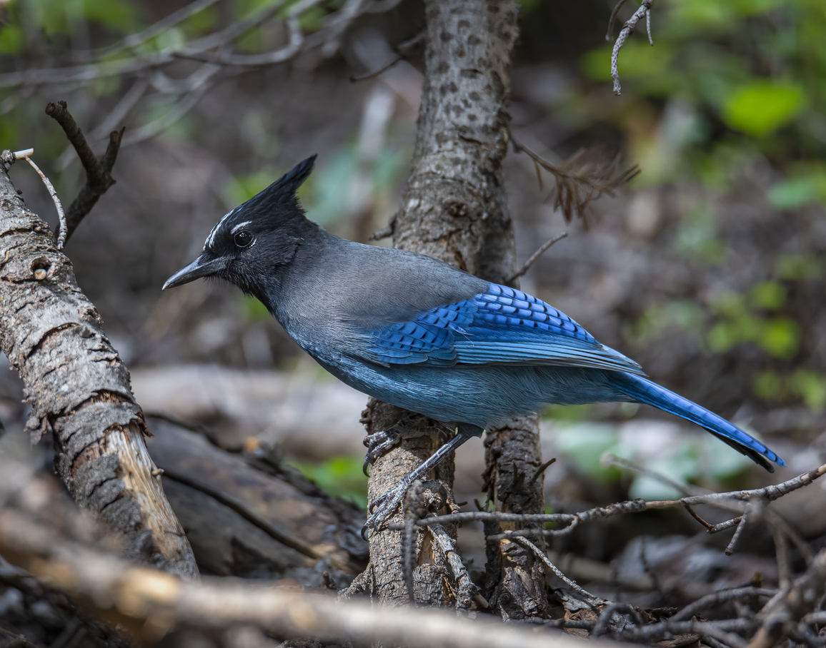 The Steller’s Jay: British Columbia’s Official Bird • British Columbia ...
