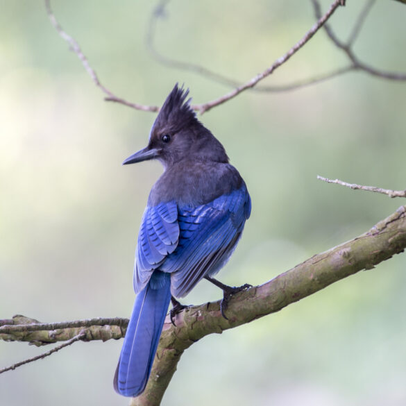 BC's Joseph Coyle - Inventor Of The Egg Carton • British Columbia Magazine