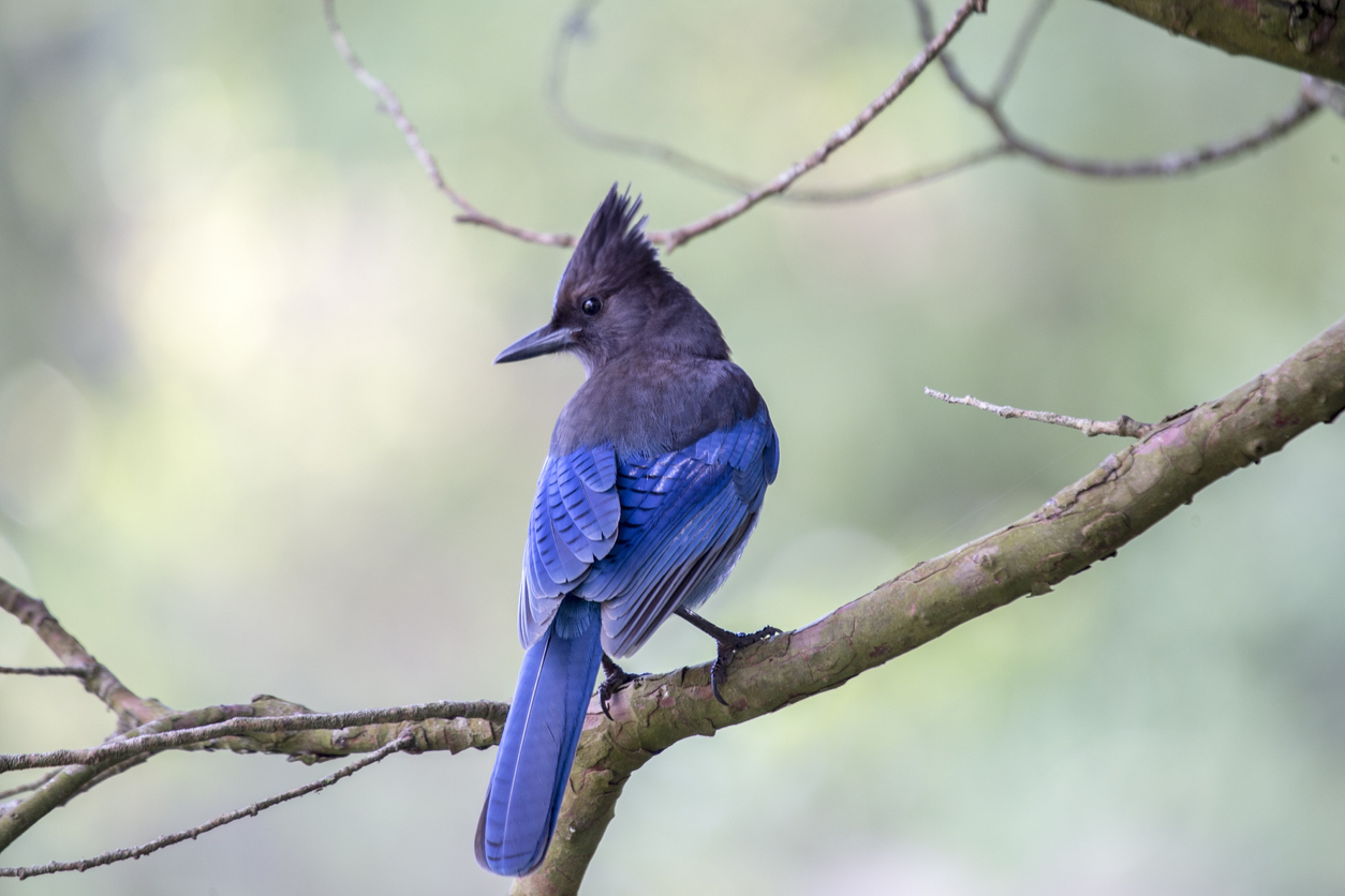 The Steller’s Jay: British Columbia’s Official Bird • British Columbia ...