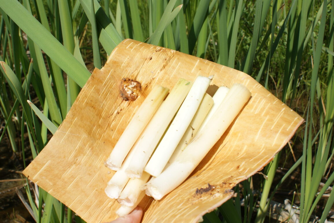 A Beginner’s Guide To Wilderness Survival Foods • British Columbia Magazine