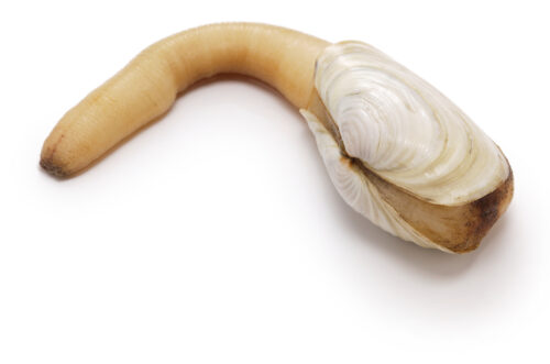 The Geoduck Of British Columbia • British Columbia Magazine