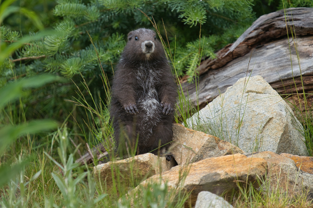 Meet The Vancouver Island Marmot • British Columbia Magazine