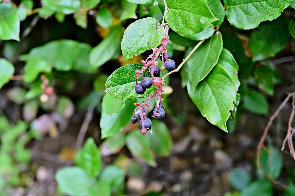 BC’s Salal Berries • British Columbia Magazine