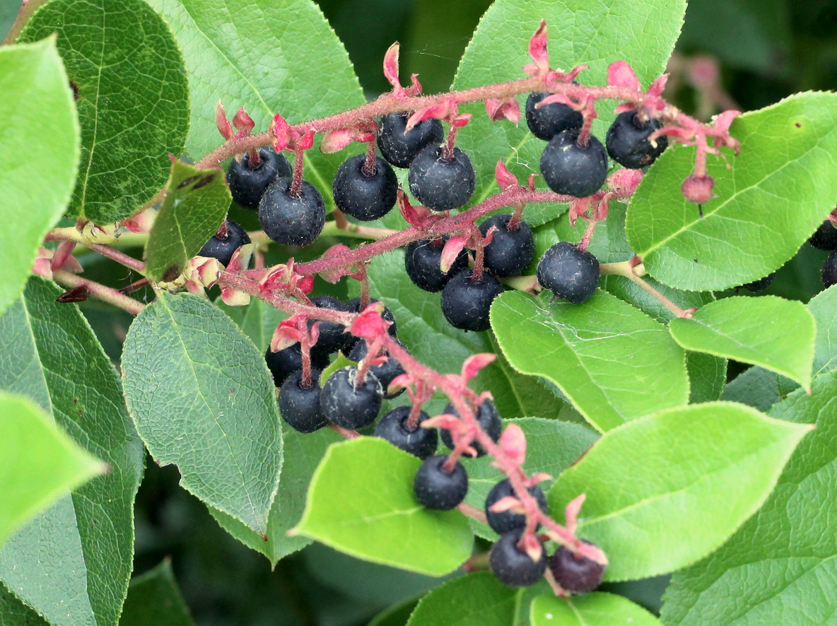 BC’s Salal Berries • British Columbia Magazine