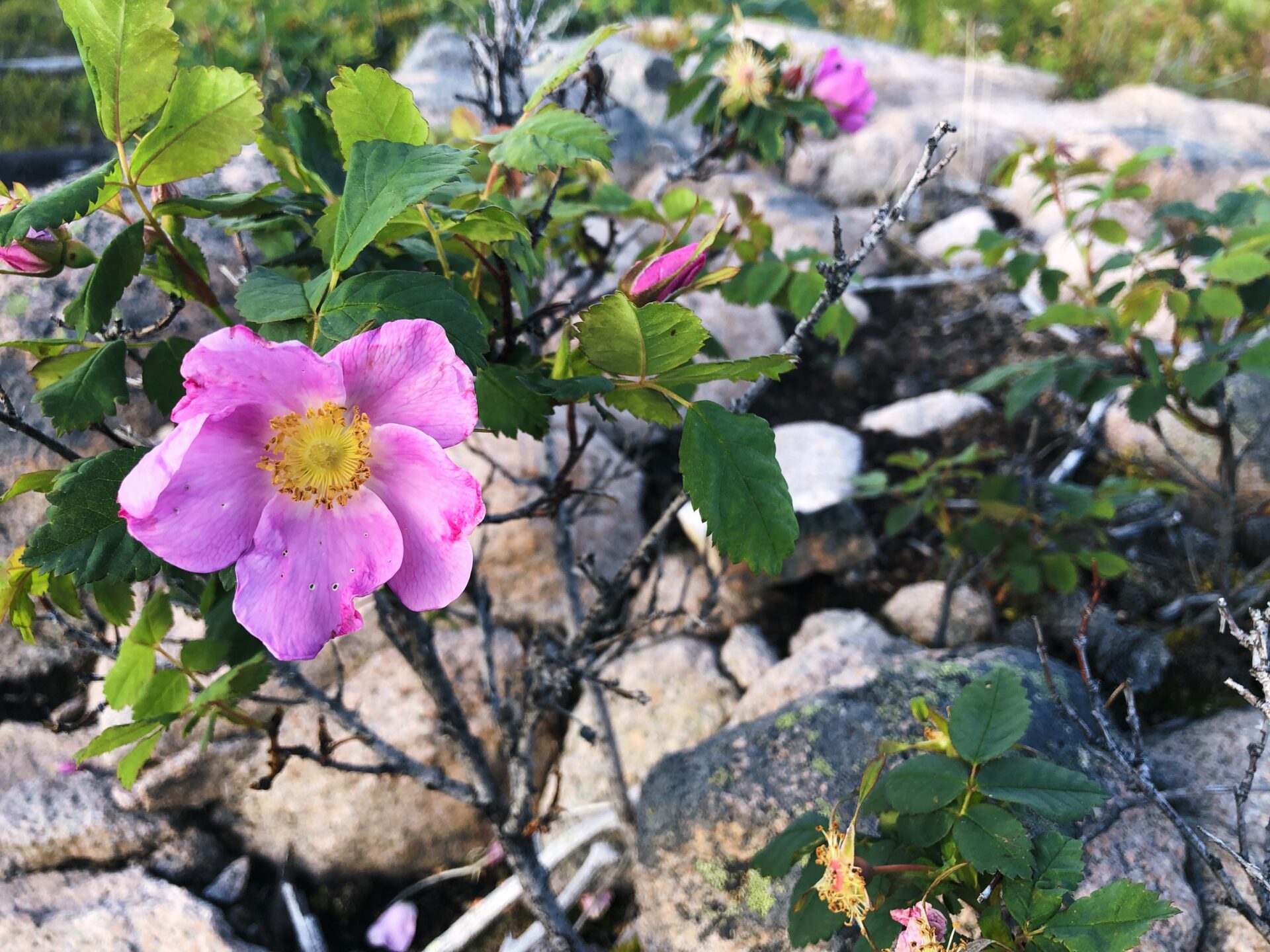 Wild About Roses • British Columbia Magazine