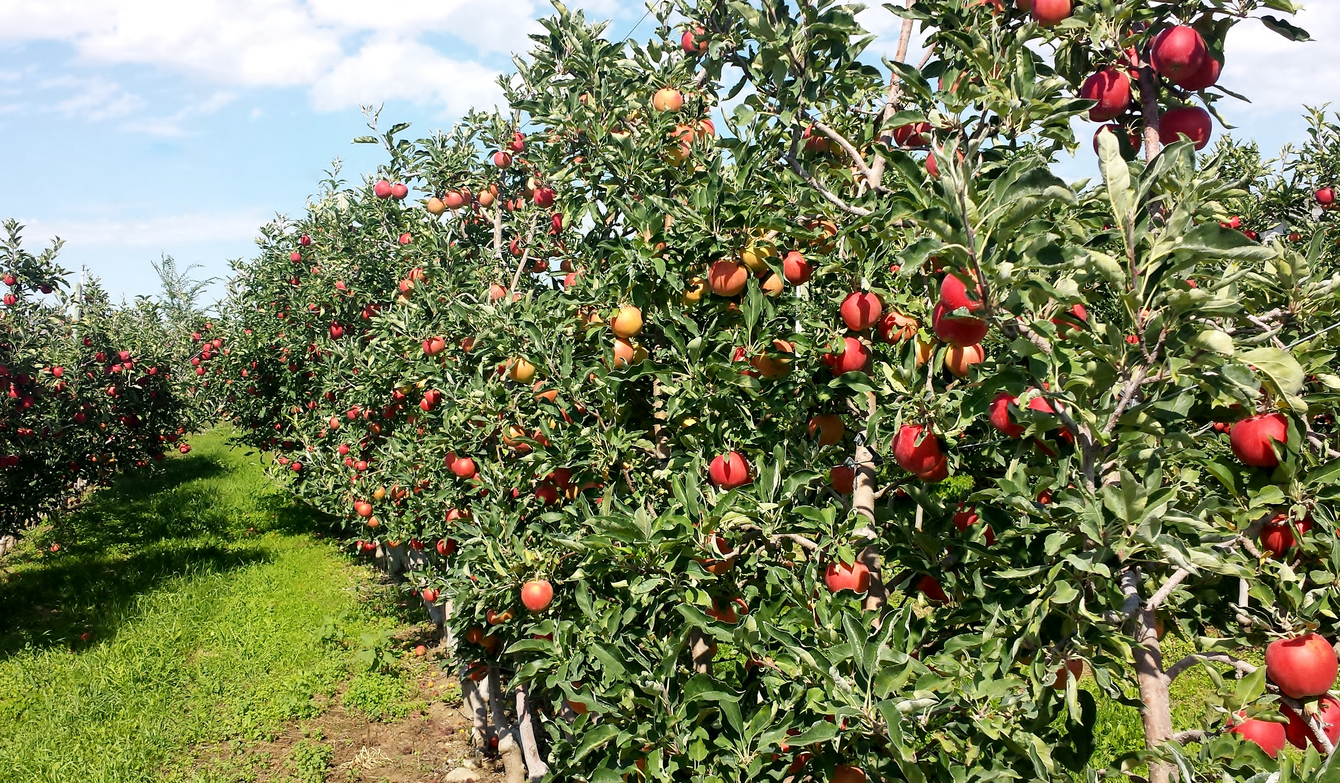 BC’S Freshest Flavours: When To Enjoy Local Fruits And Veggies ...