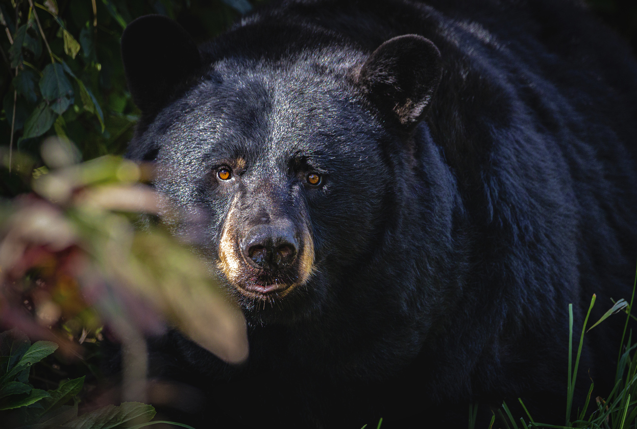 Stay Safe In The Wild • British Columbia Magazine