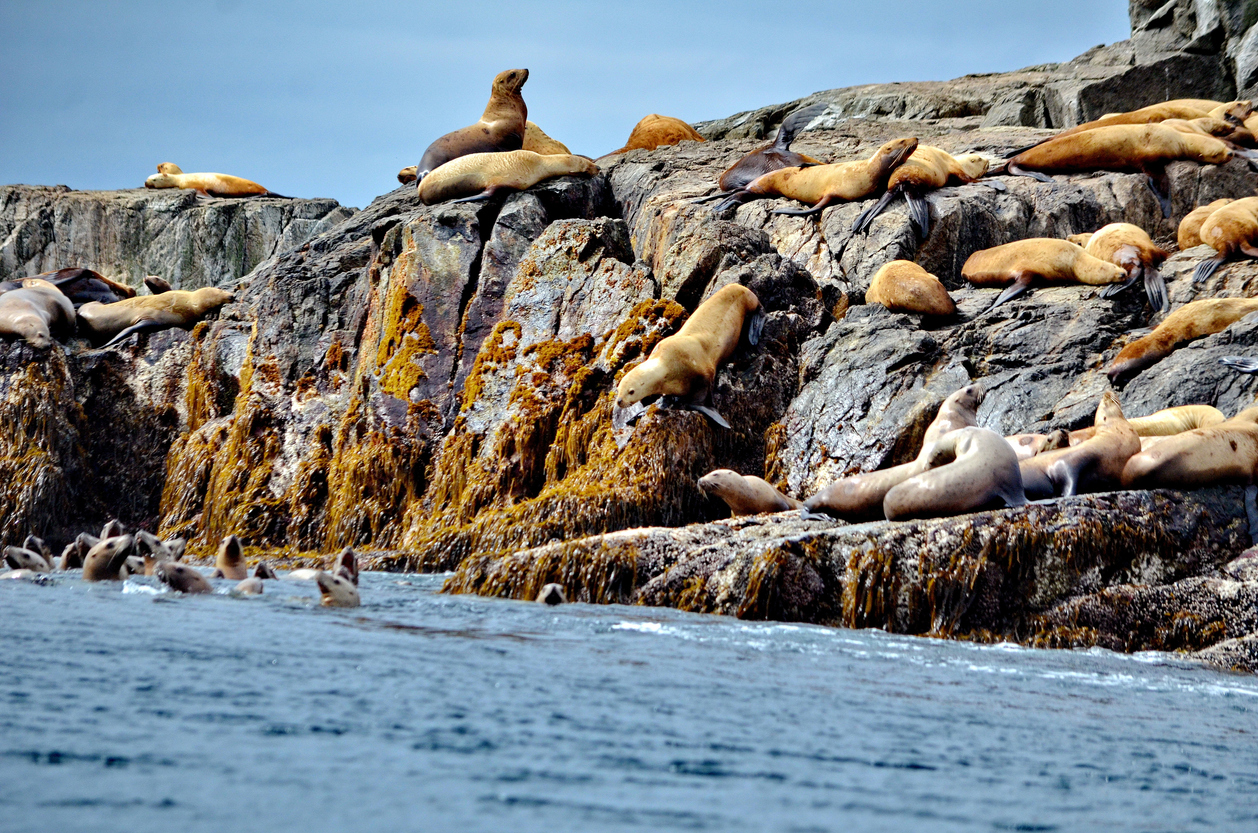 The Cape St. James Rookery • British Columbia Magazine