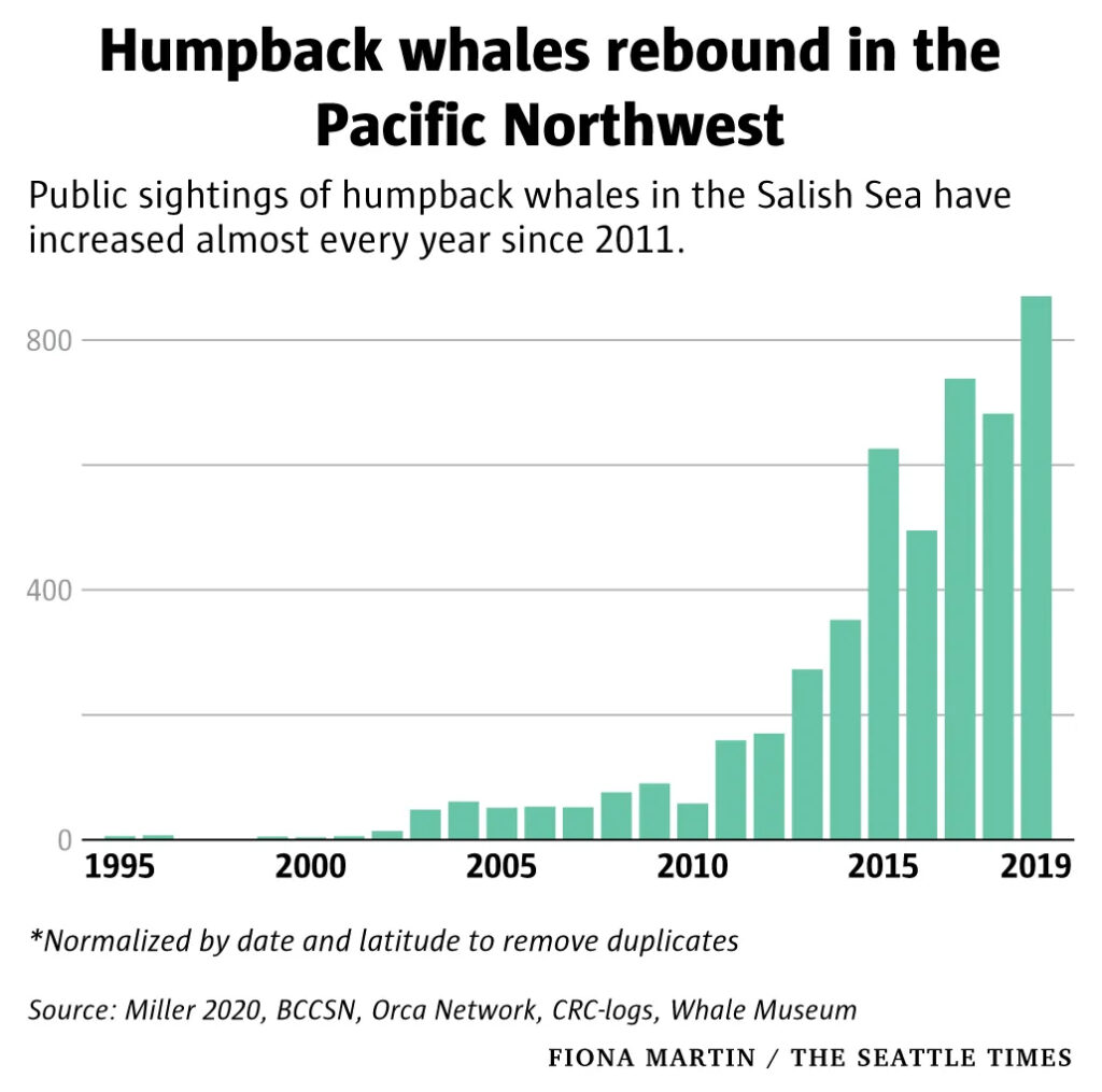 A Humpback Comeback • British Columbia Magazine