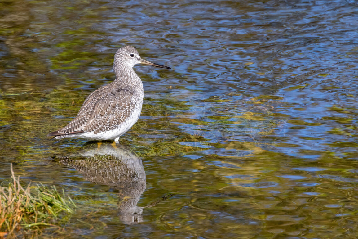Winter Shorebirds In British Columbia • British Columbia Magazine