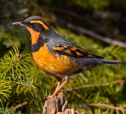 More About The Varied Thrush • British Columbia Magazine