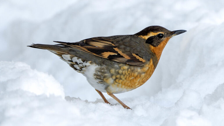 More About The Varied Thrush • British Columbia Magazine